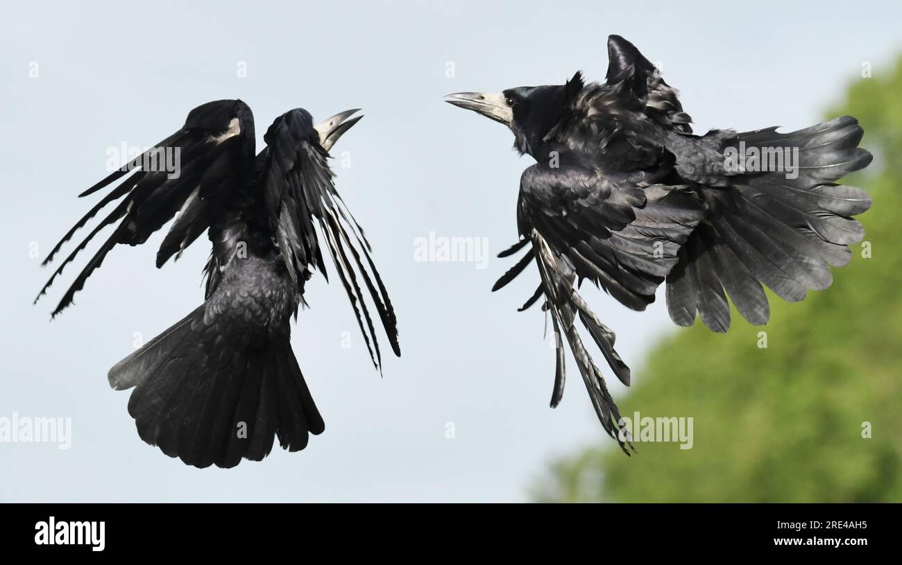 Crows fighting hi-res stock photography and images - Alamy