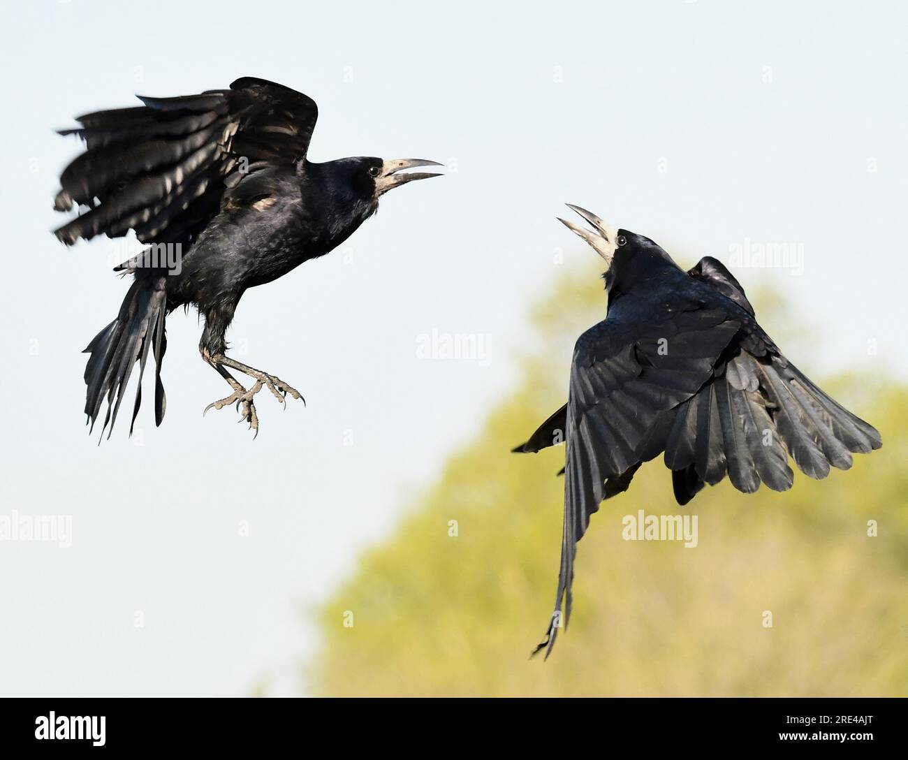 Rooks Fighting in flight over the Countryside in Essex Stock Photo - Alamy