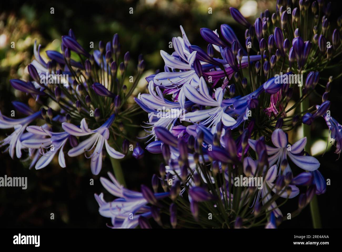 Lilac color shades hi-res stock photography and images - Alamy