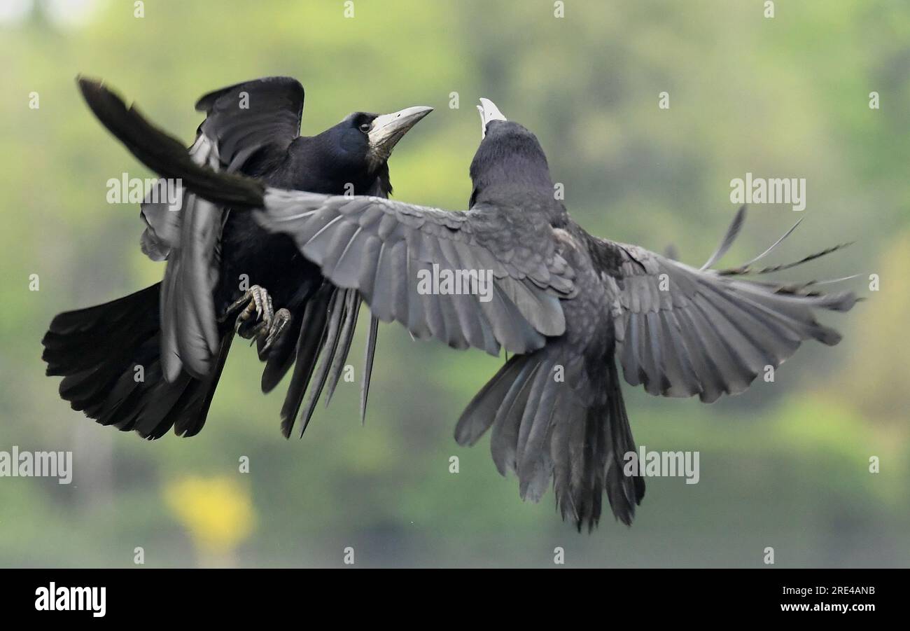 Rooks Fighting in flight over the Countryside in Essex Stock Photo - Alamy