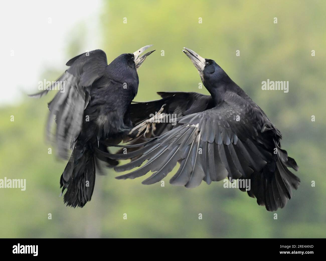 Aerial shots of birds fighting hi-res stock photography and images - Alamy