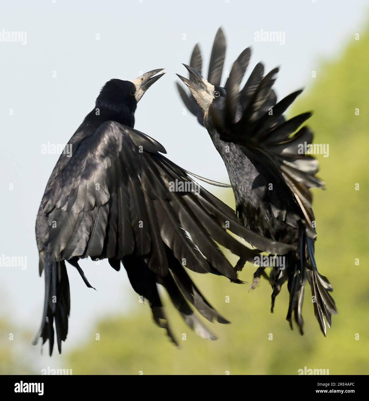 Aerial shots of birds fighting hi-res stock photography and images - Alamy