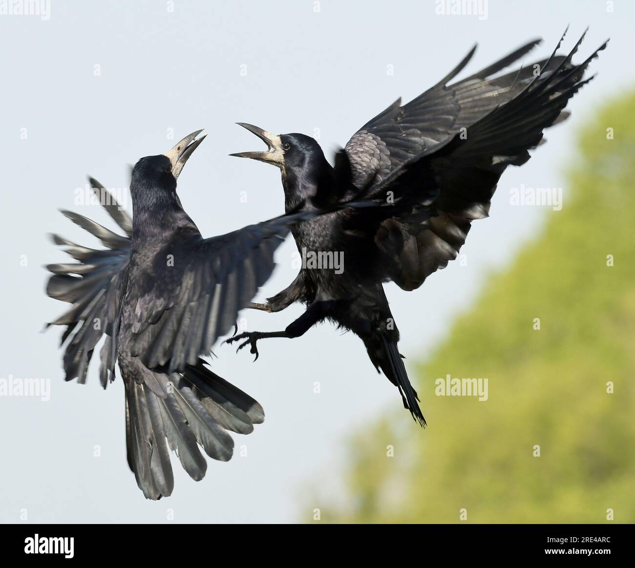 Aerial shots of birds fighting hi-res stock photography and images - Alamy