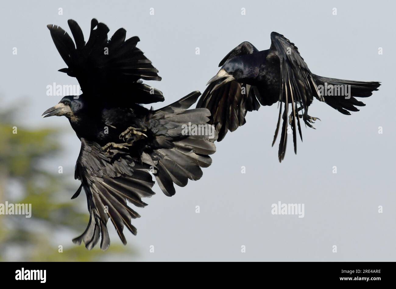 Rooks Fighting in flight over the Countryside in Essex Stock Photo - Alamy