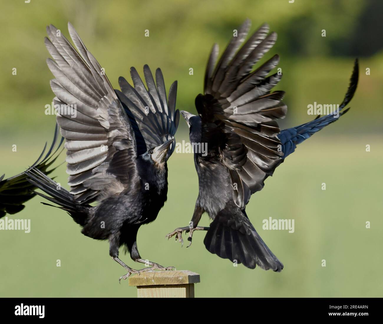 Aerial shots of birds fighting hi-res stock photography and images - Alamy