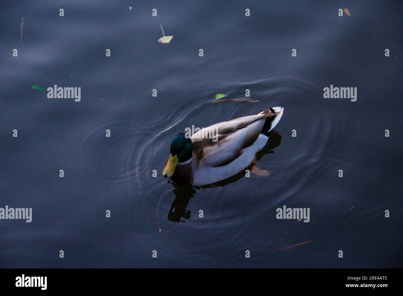 Duck wading in water hi-res stock photography and images - Alamy