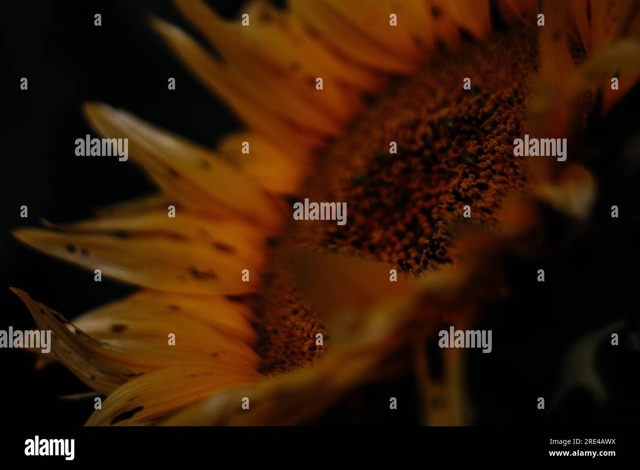 Fall sunflower hi-res stock photography and images - Alamy