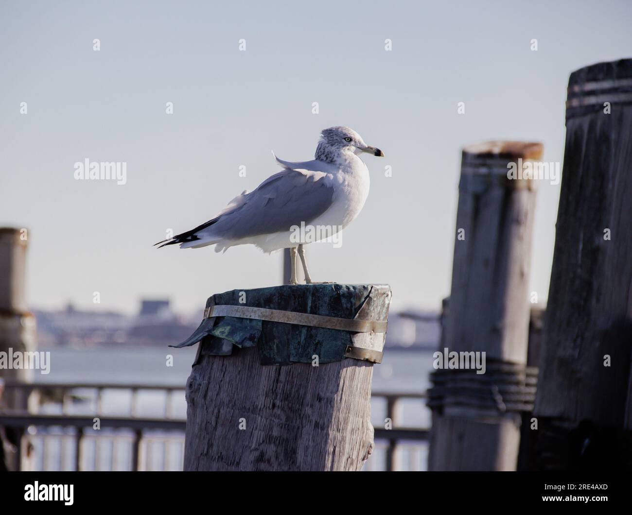 Seagull on Pier at Battery Park, New York Stock Photo - Alamy