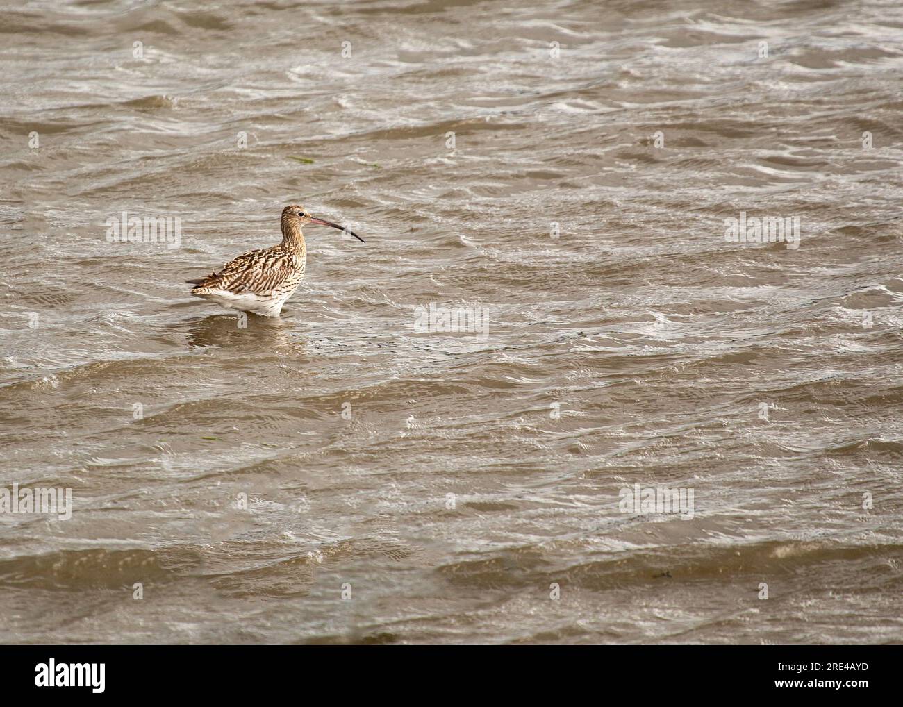 Meet the Eurasian Curlew, a magnificent wader spotted off Bull Island ...
