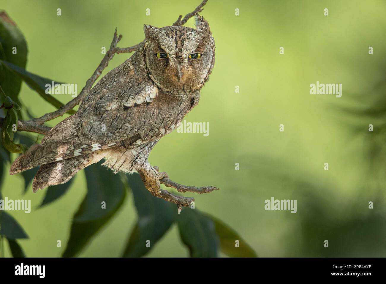 Erwachsene Eule sitzt Tagsüber getarnt auf einem Ast im Baum Stock Photo - Alamy