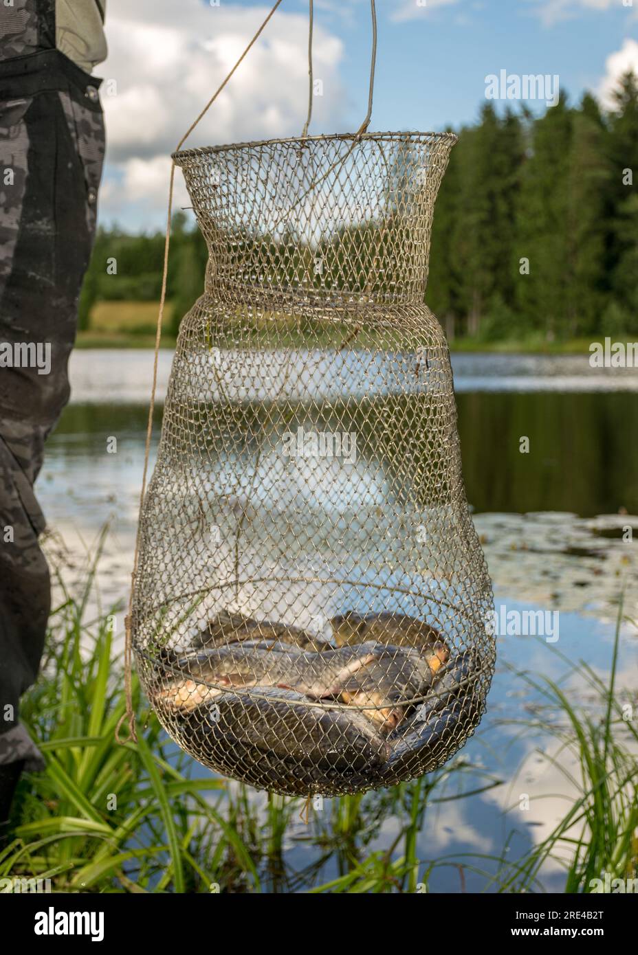 the role of a fisherman in a fish storage net, summer nature by the ...