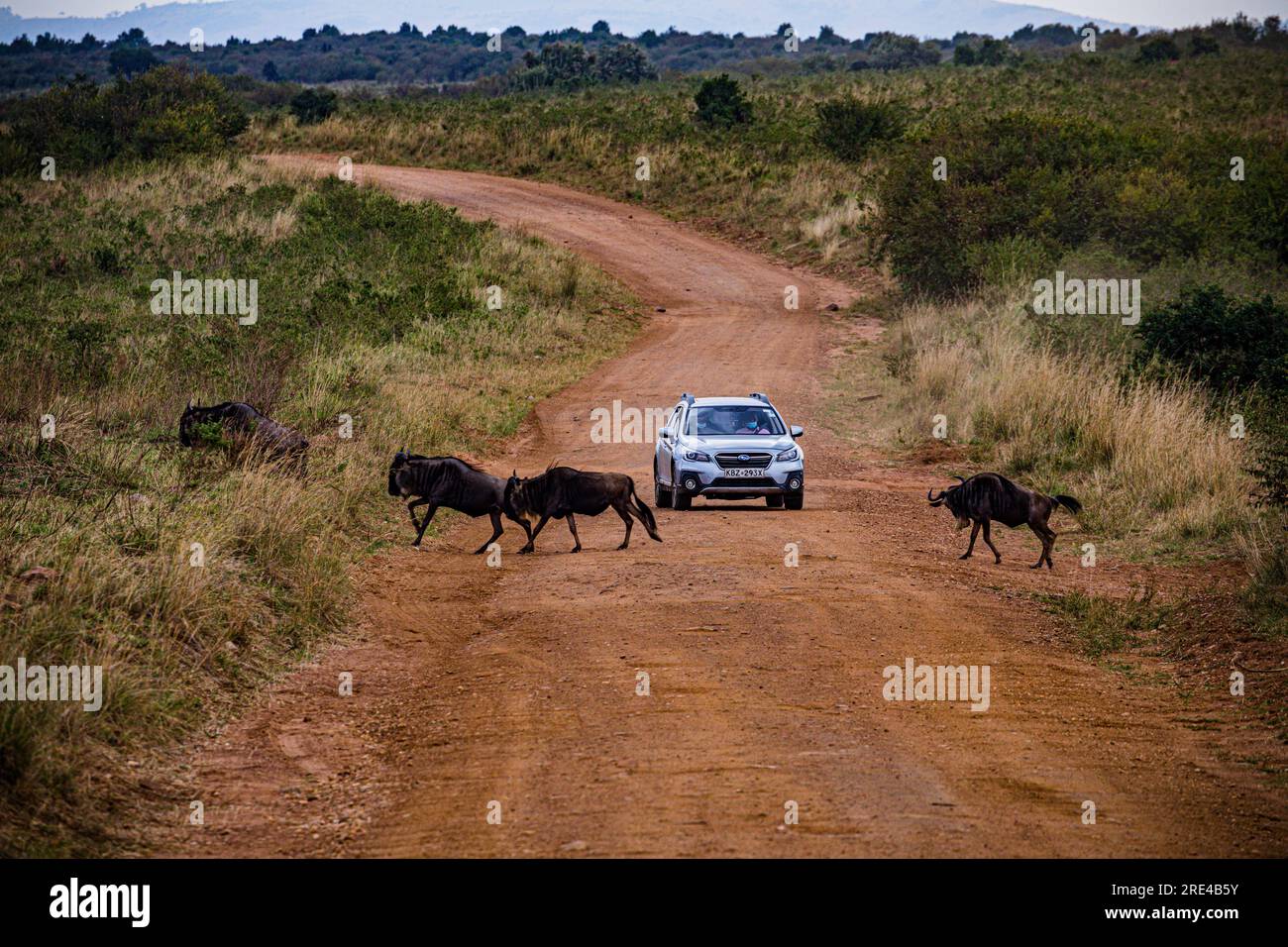 Maasai Mara National Reserve is an area of preserved savannah ...