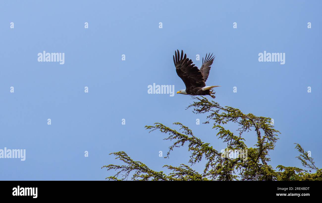 Bald eagle fly over the top of a tree, Flying wings spready near the ...