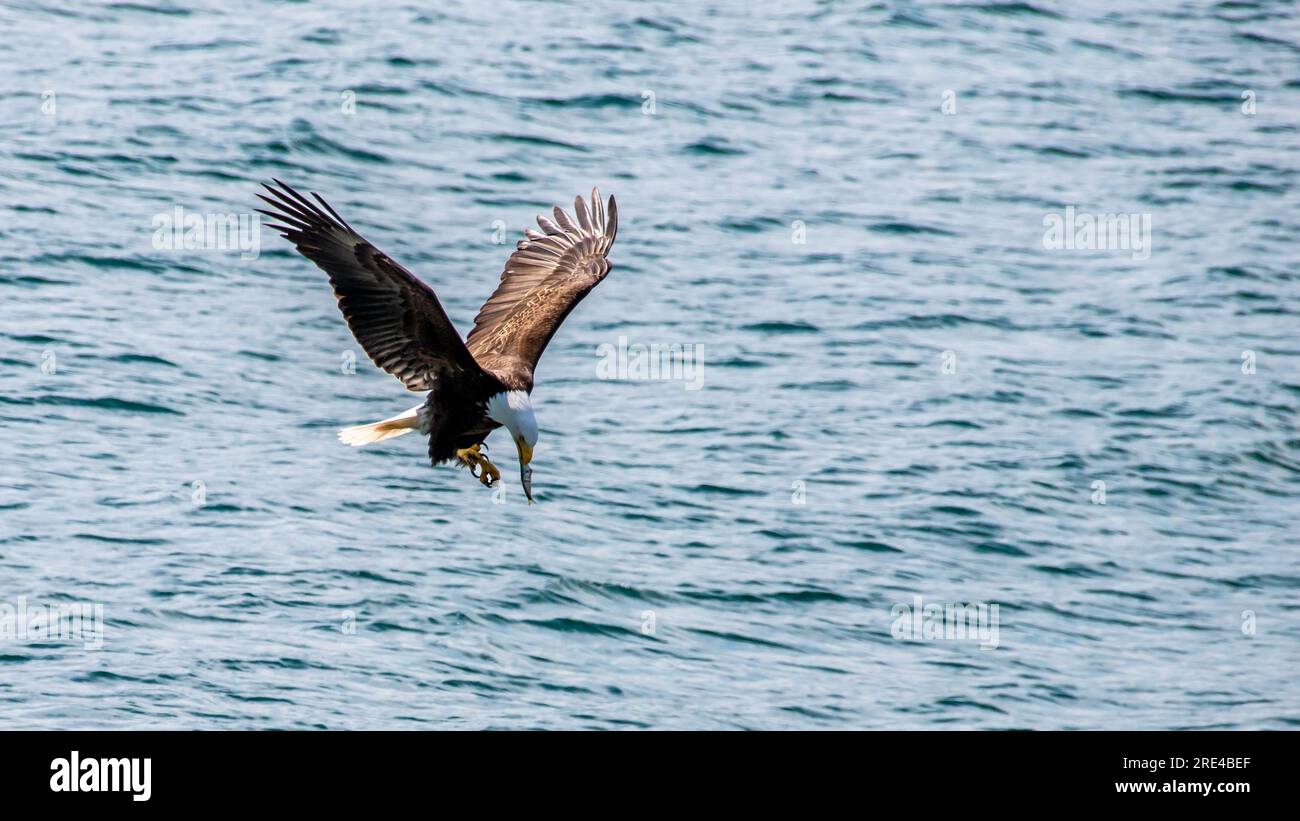 flying bald eagle catching a fish, wings spread, fish in the mouth at ...