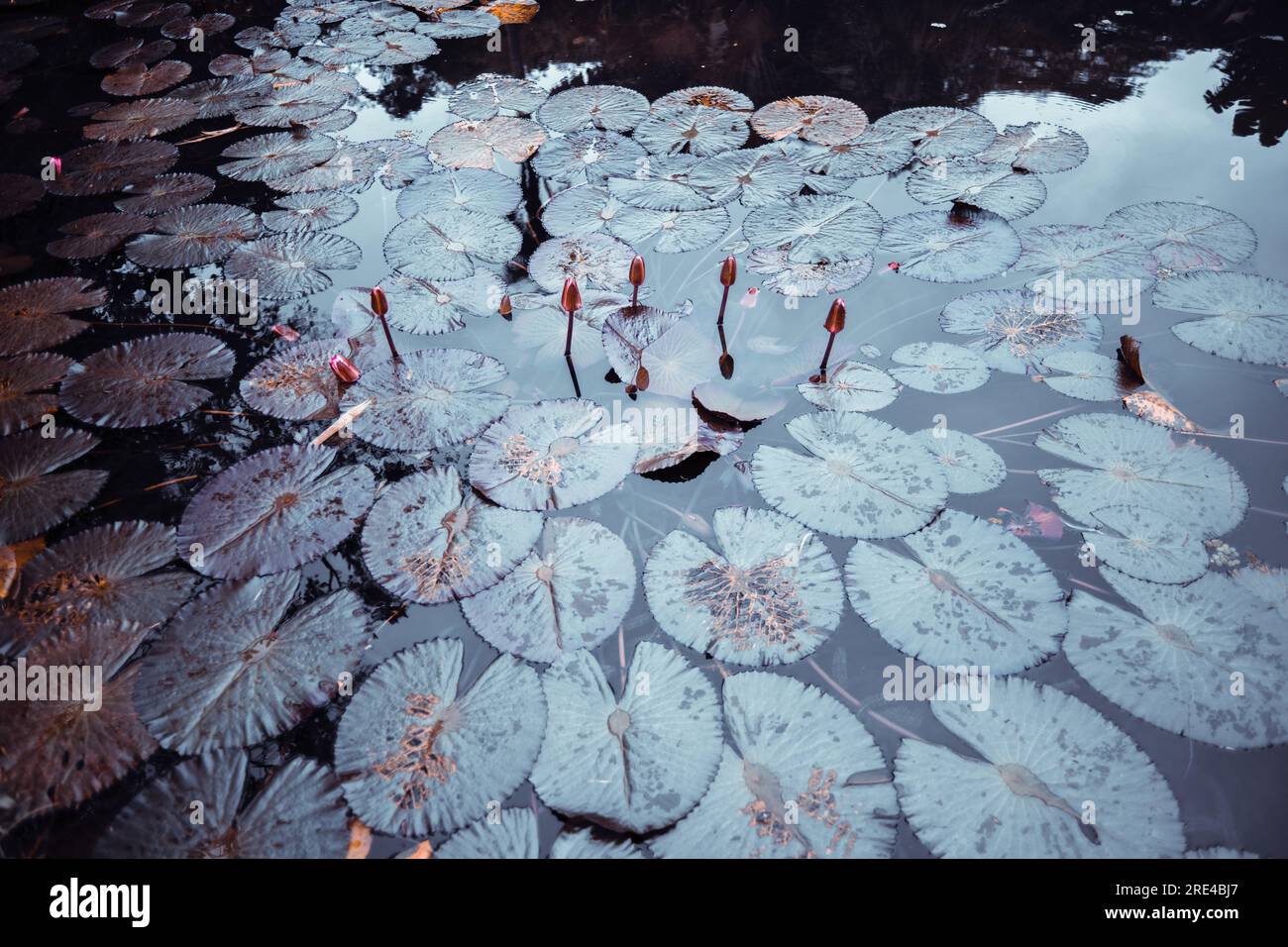 Habitat botanico hi-res stock photography and images - Alamy