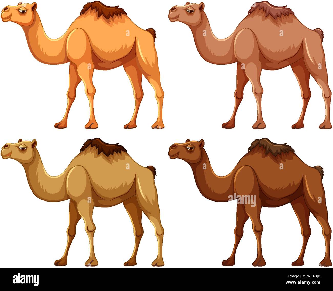 Four cartoon camels walking in a line, isolated on a white background ...