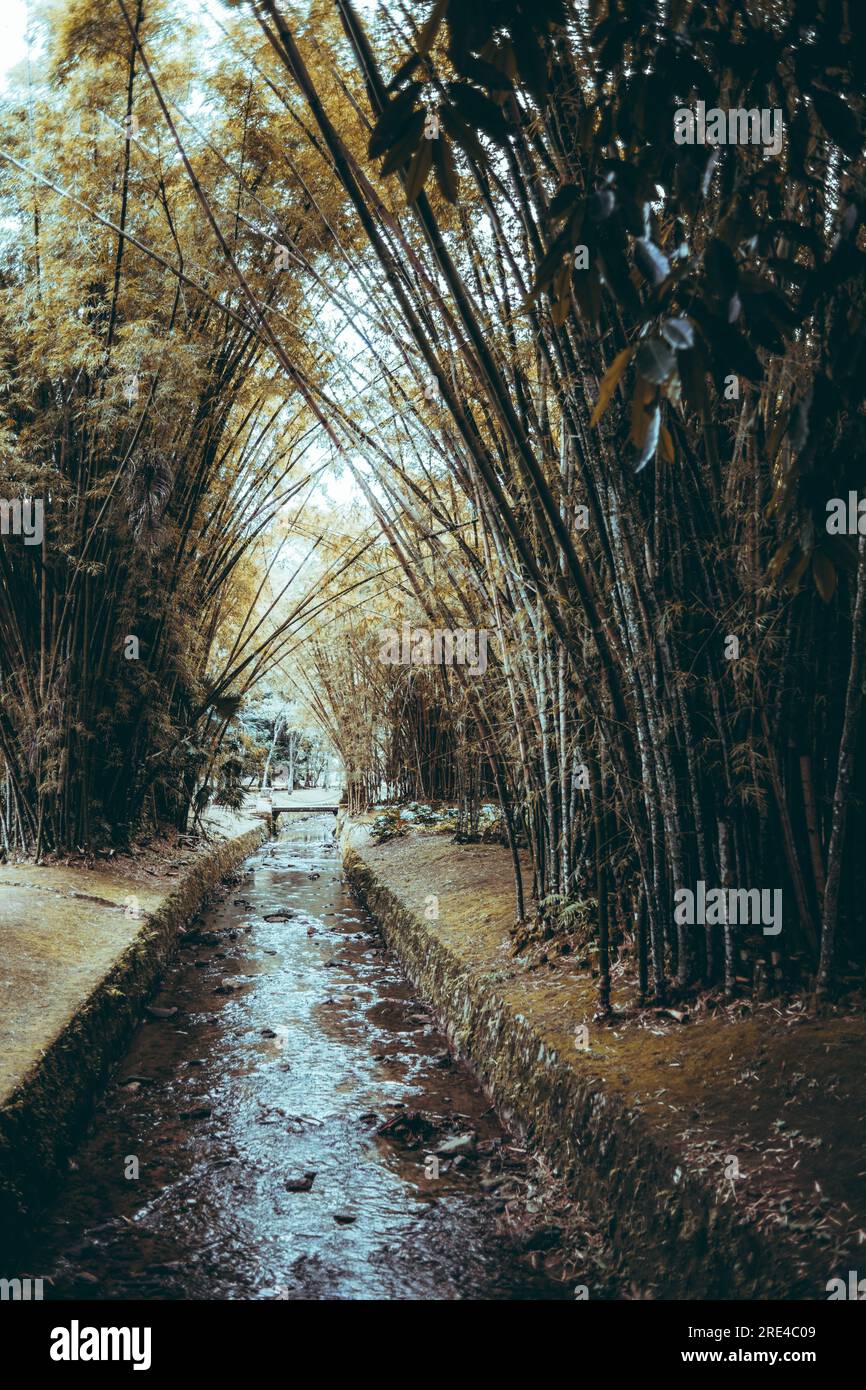 A vertical wide-angle shot of a tropical park in a rainforest overgrown ...