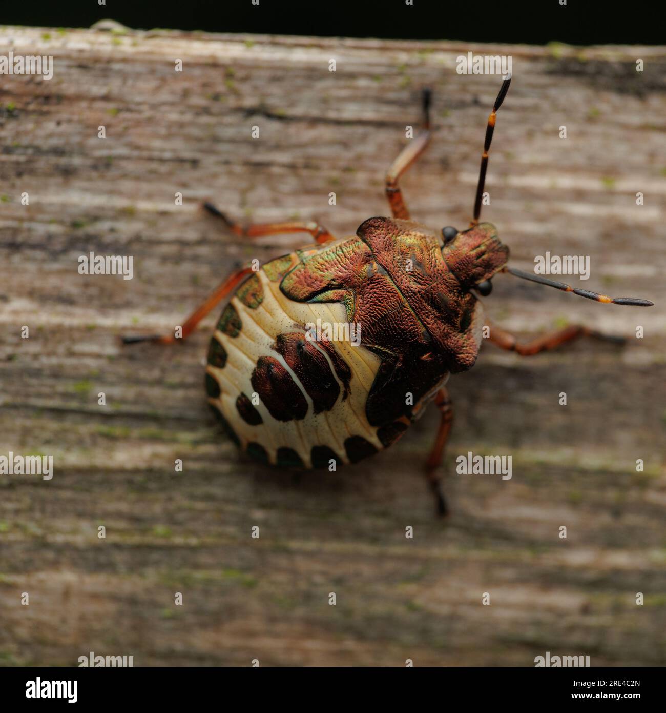 Troilus luridus hi-res stock photography and images - Alamy