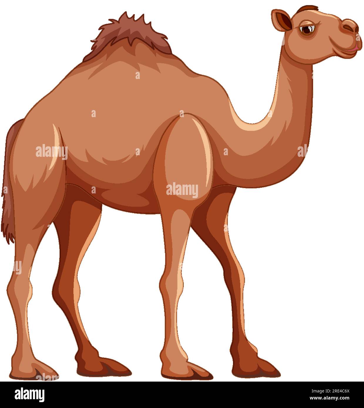 A vector cartoon illustration of a camel walking in isolation on a ...