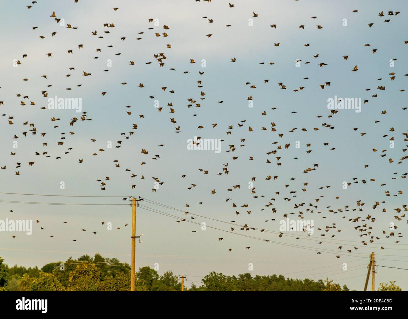beautiful autumn landscape with many small migratory birds flying ...