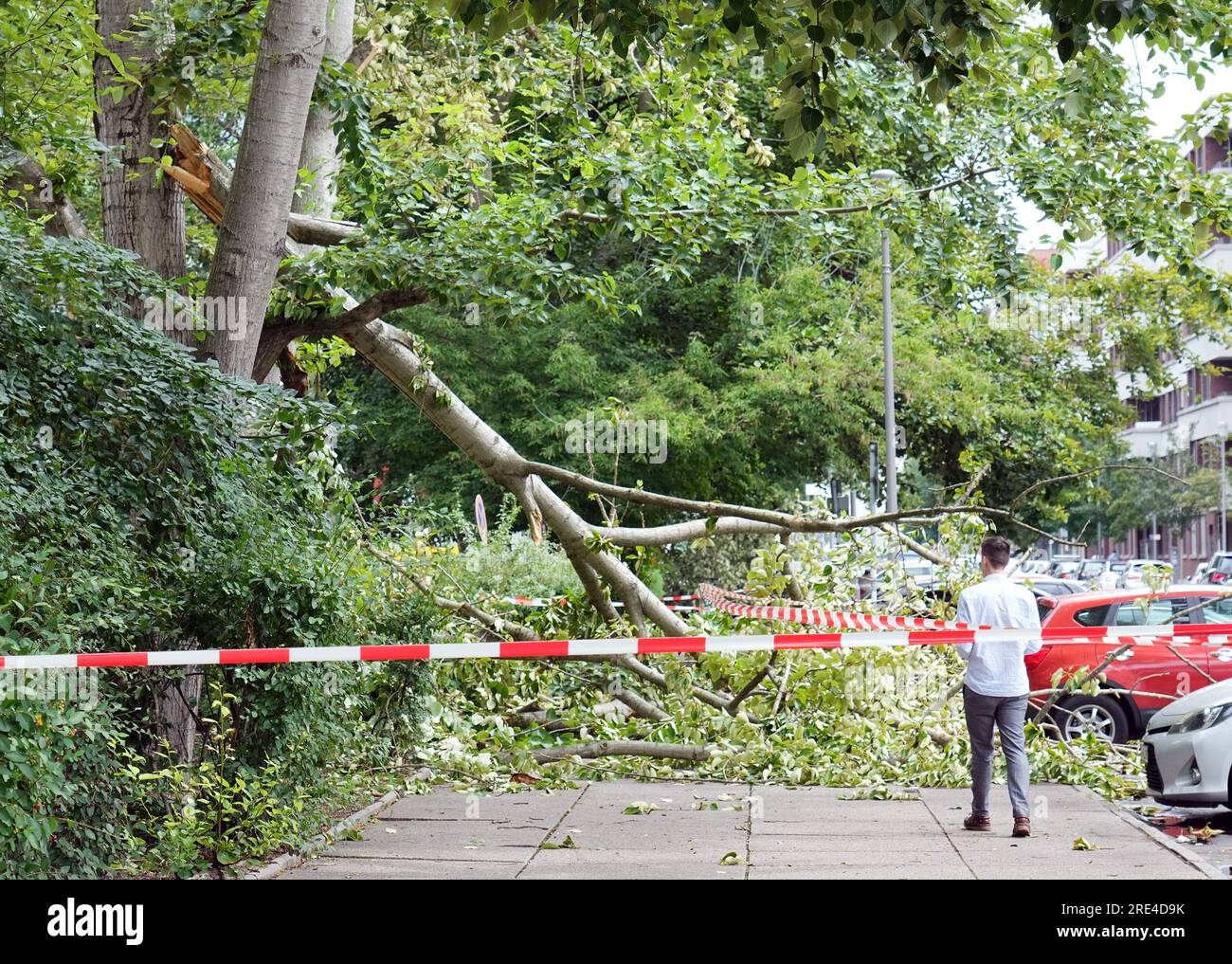Crown of a tree hi-res stock photography and images - Alamy