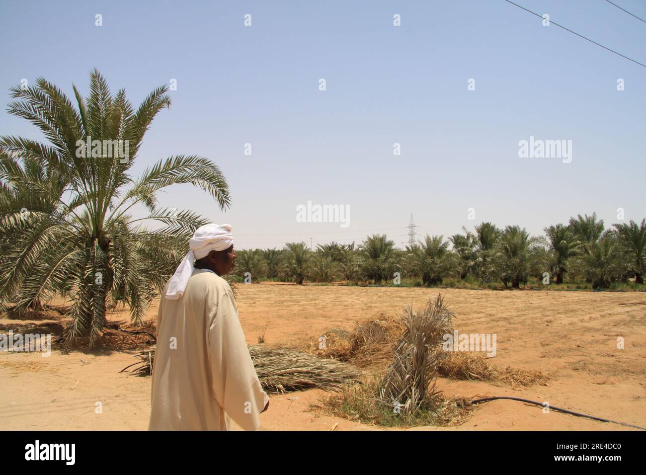 Abu Dhabi, UAE: 12/21/10 a Sudanese farmer, dates tree farm Stock Photo ...