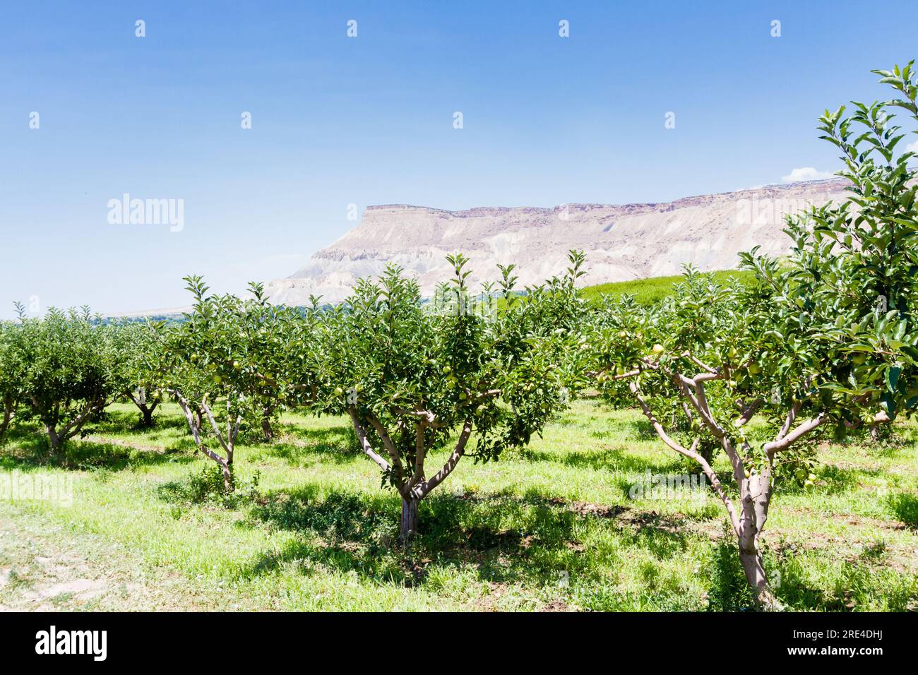 Crescent orchard hi-res stock photography and images - Alamy