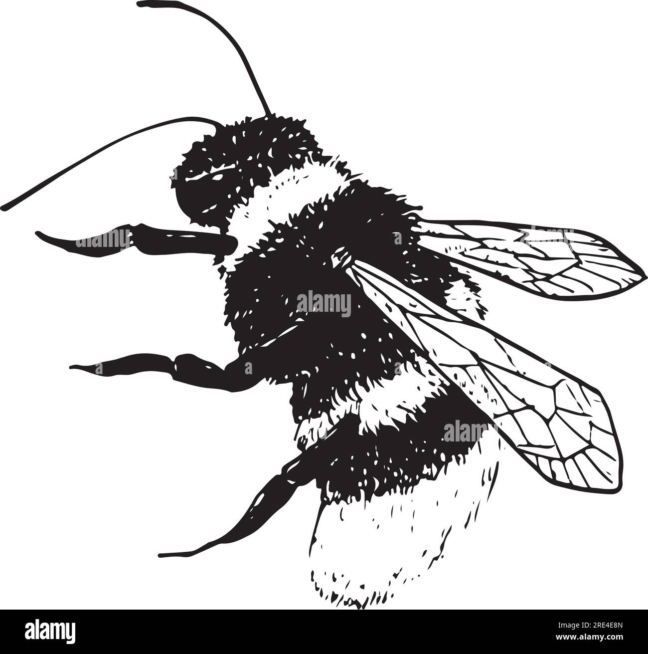 Flying bumblebee vector insect Illustration in line sketch style ...