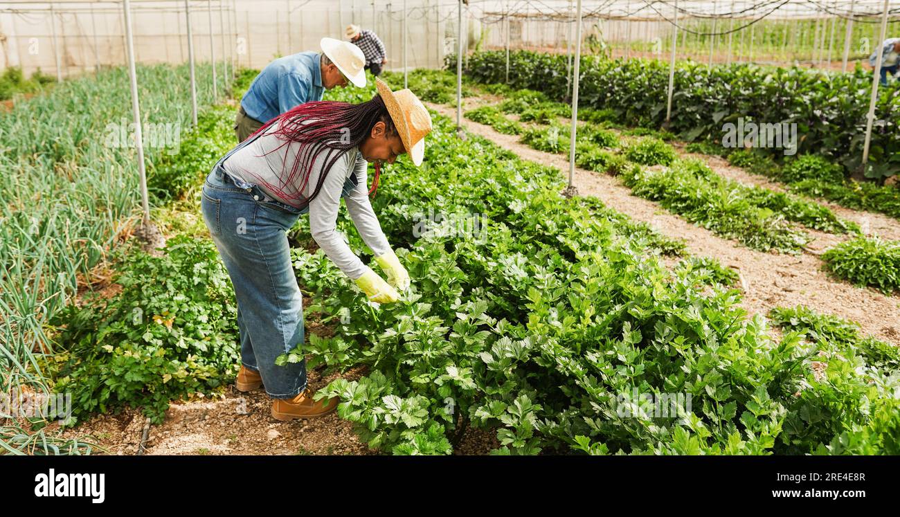 Group of people working inside farm greenhouse picking up organic ...