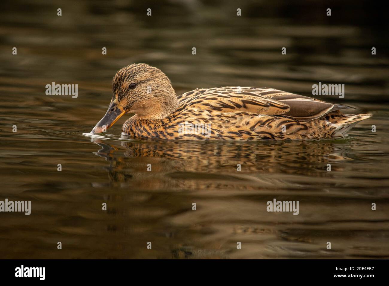 Mallard duck enjoying swimming on the still water Stock Photo - Alamy