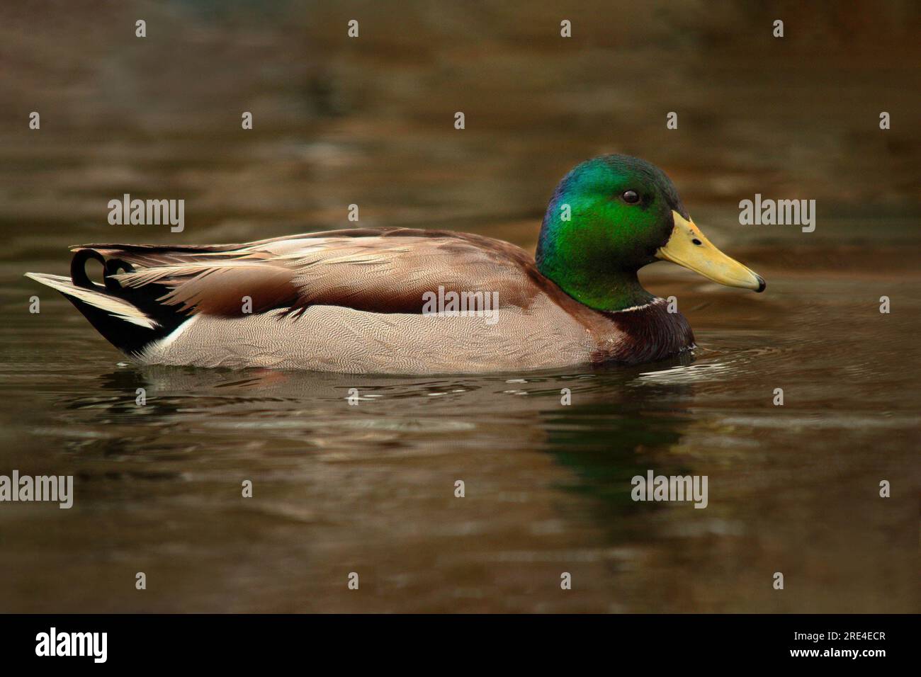 Mallard duck enjoying swimming on the still water Stock Photo - Alamy