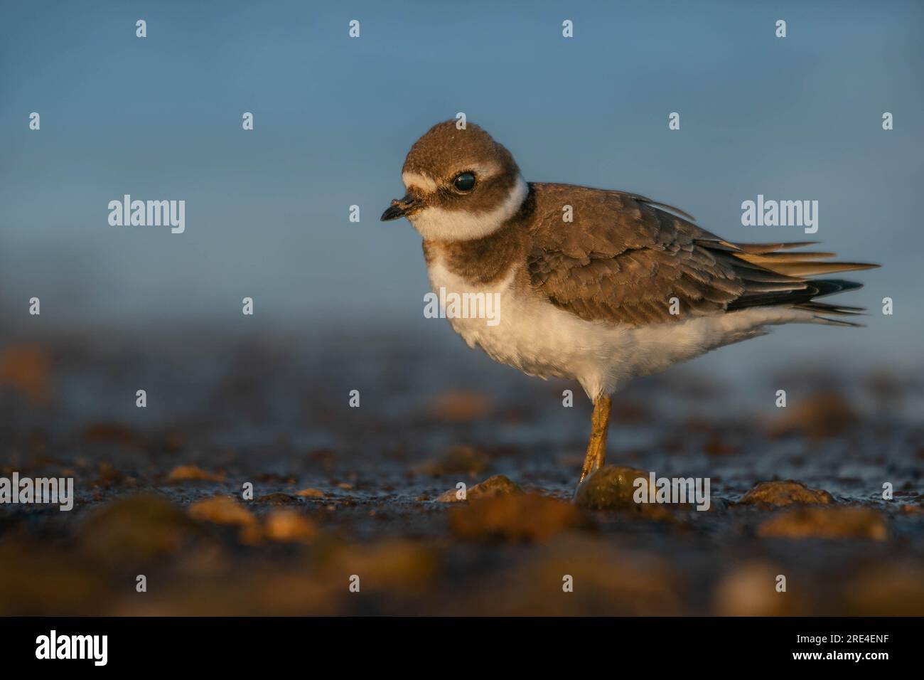 Common Ringed Plover searching for food Stock Photo - Alamy