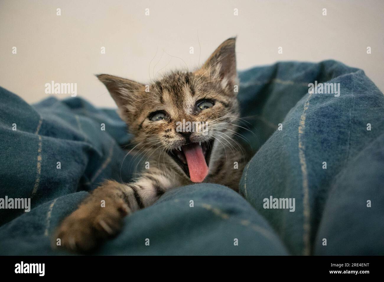 Kitten with teeth hi-res stock photography and images - Alamy