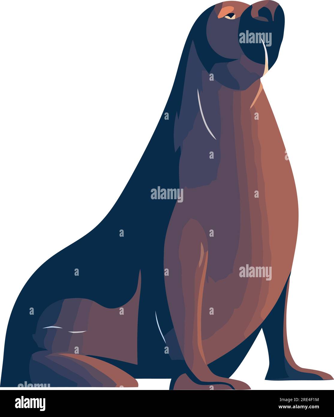 Walrus vector shape hi-res stock photography and images - Alamy