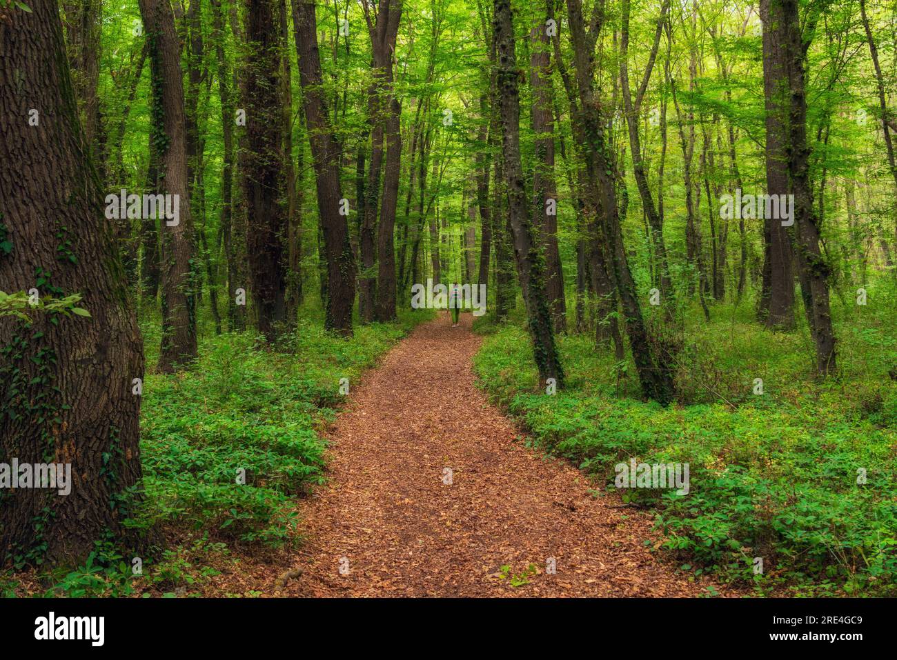 Densely green hi-res stock photography and images - Alamy