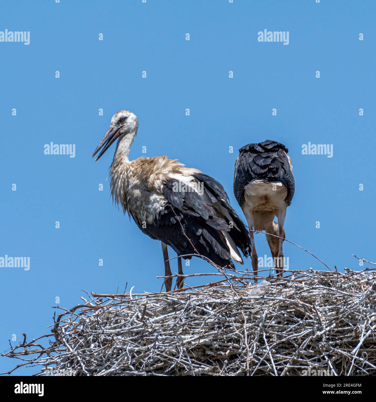 Isolated close up of nesting stork birds in the stork village- Armenia ...