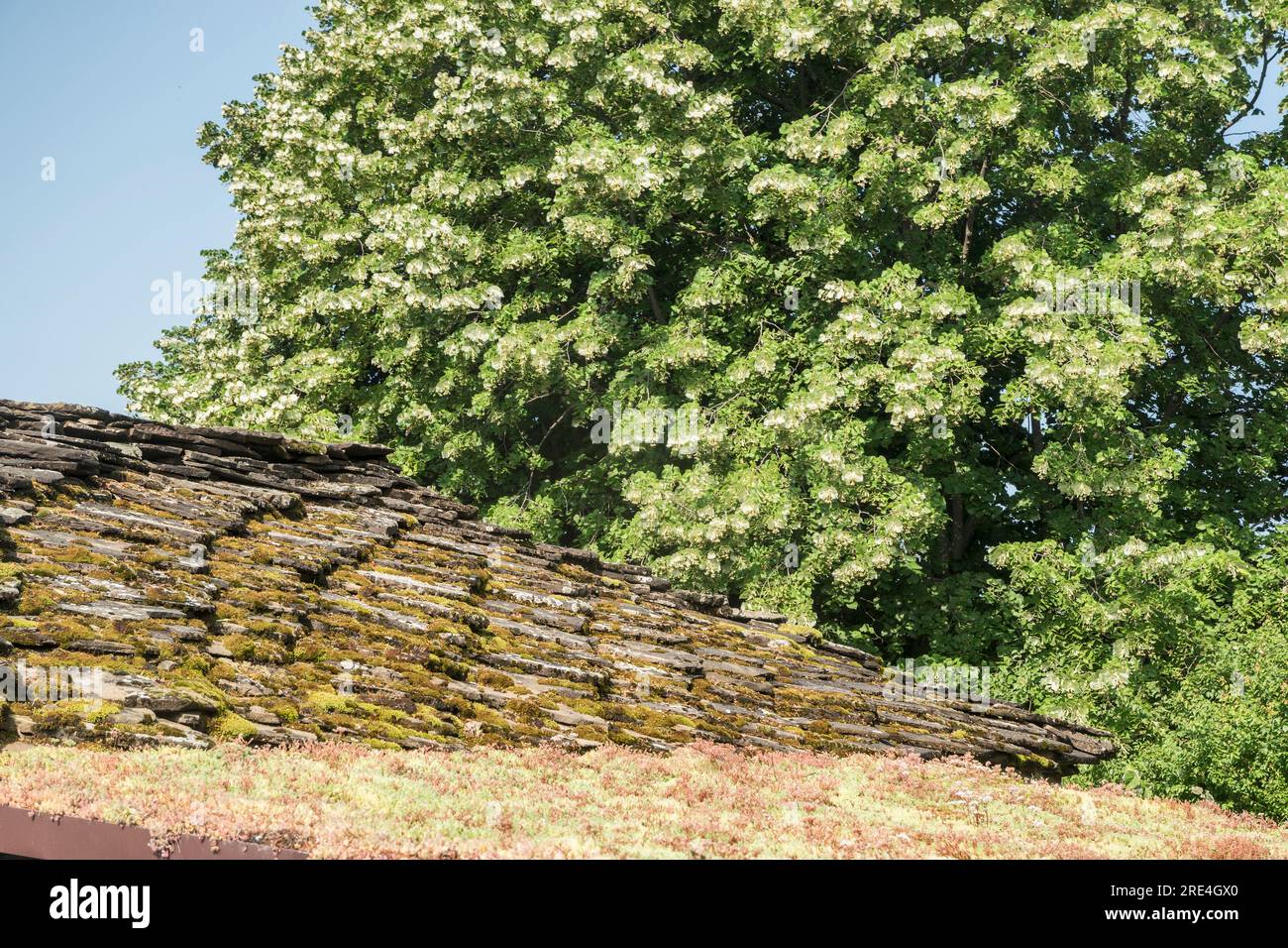 Roof of old country house with covered stone slabs Stock Photo - Alamy