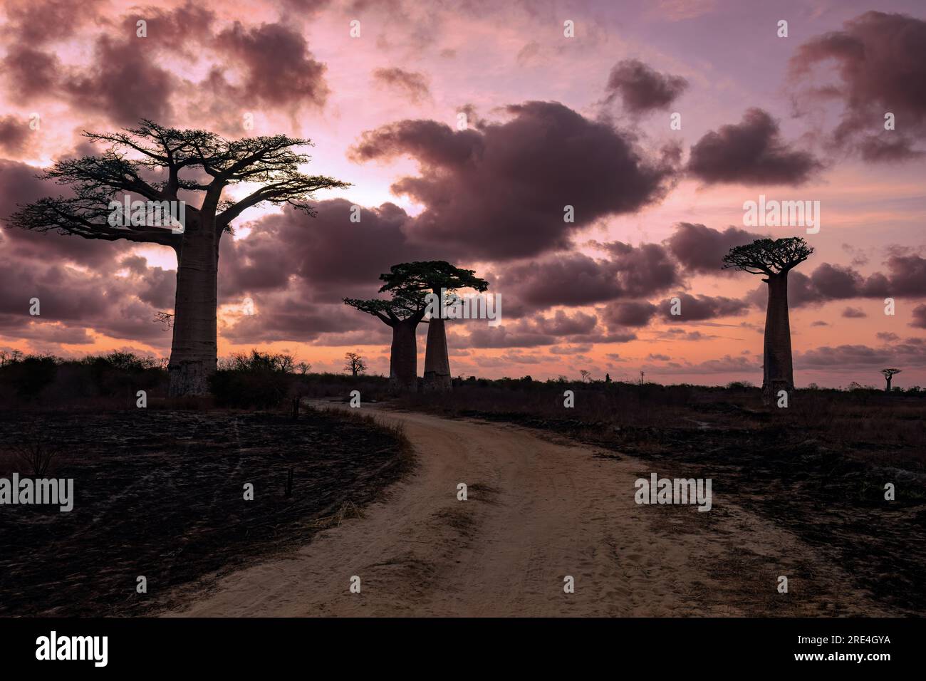 Amazing Baobab trees in sunset lining the road to Kivalo Village ...