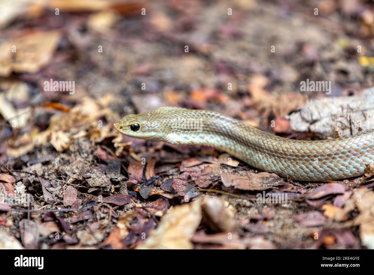 Leioheterodon modestus, known as the blonde hognose snake, endemic species of harmless snake in ...