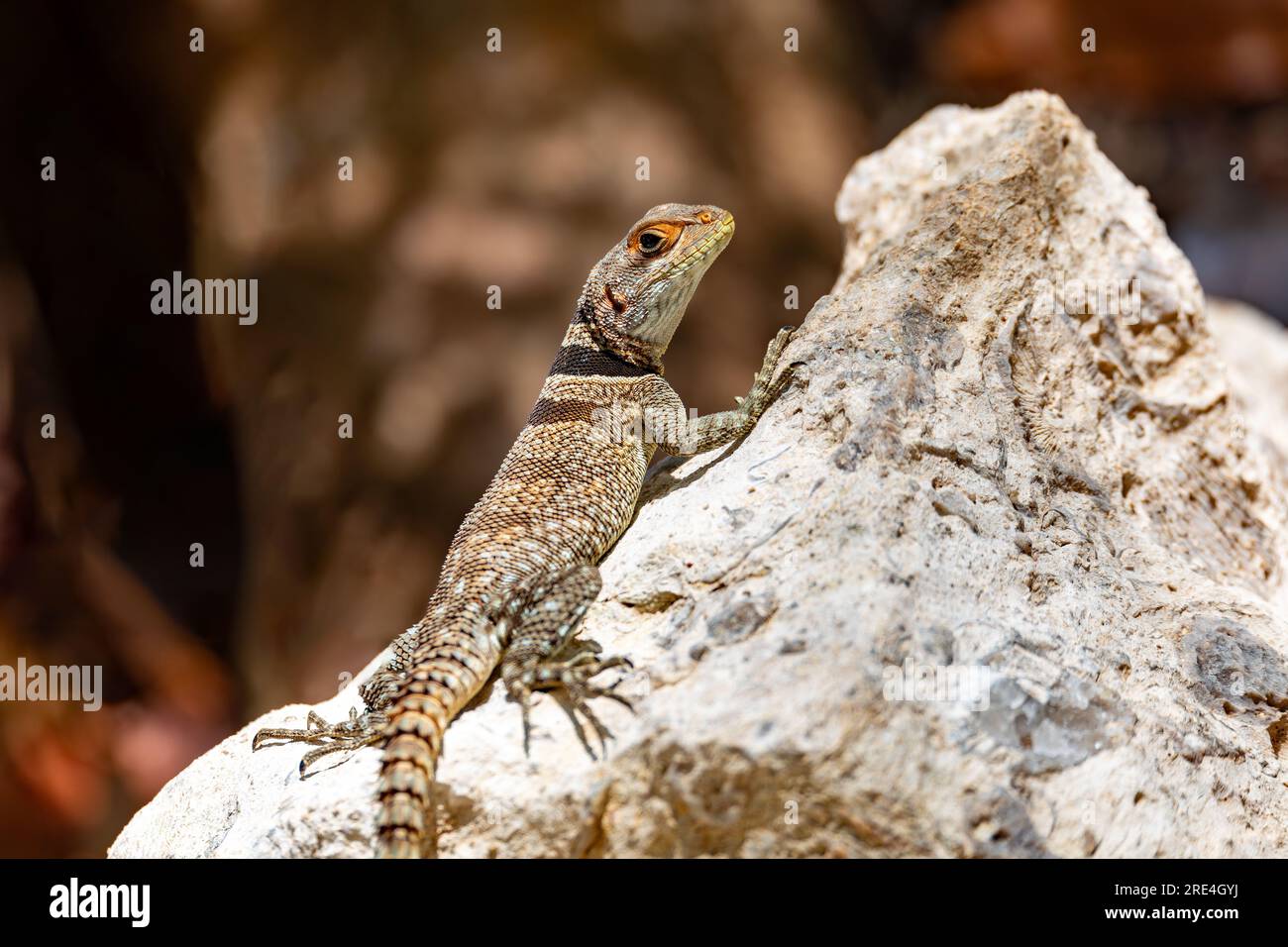 Cuvier's Madagascar swift (Oplurus cuvieri), knows as Madagascan ...