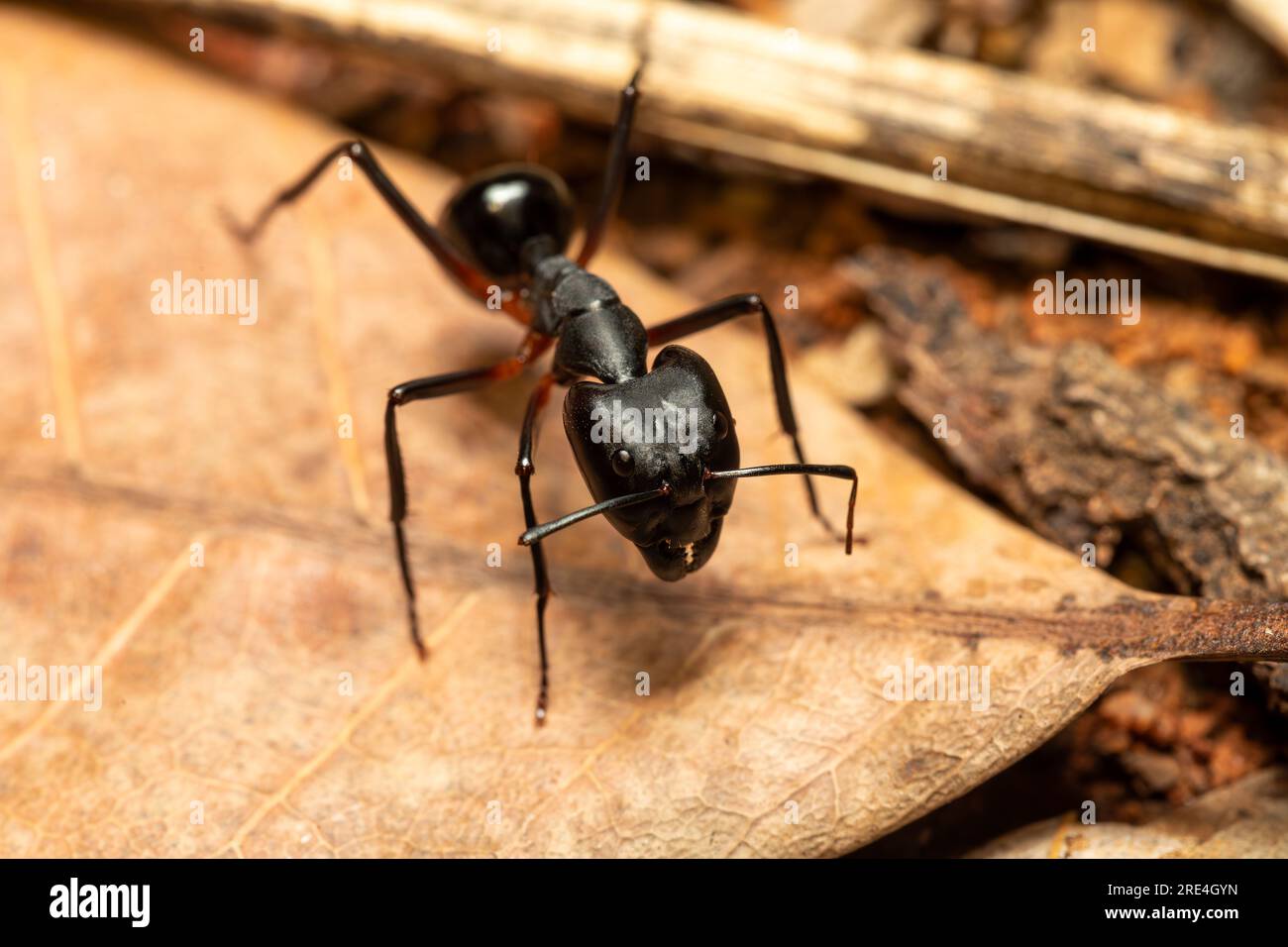 Carpenter ants (Camponotus gibber) large endemic ant indigenous to many ...
