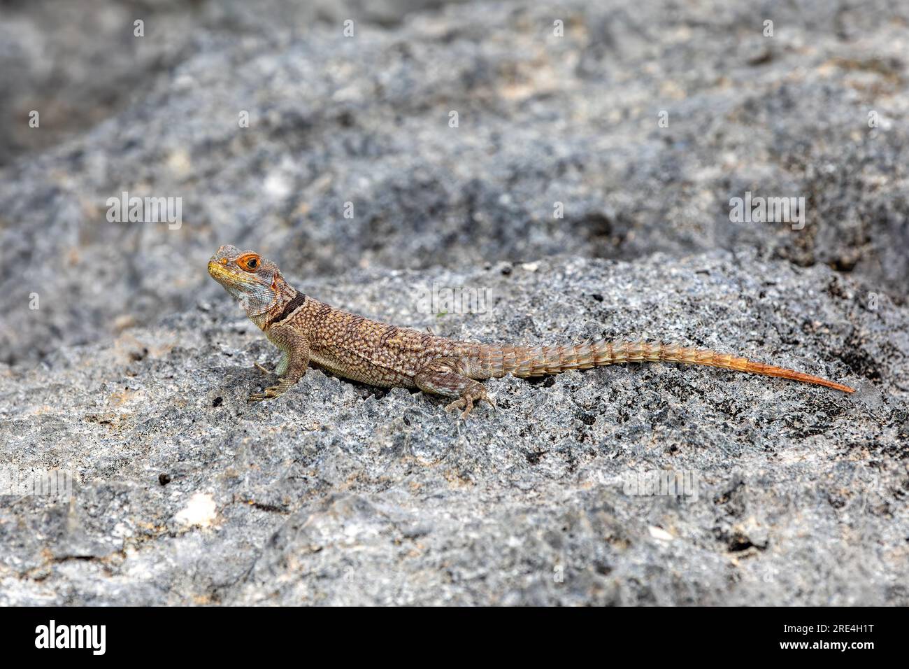 Cuvier's Madagascar swift (Oplurus cuvieri), knows as Madagascan ...