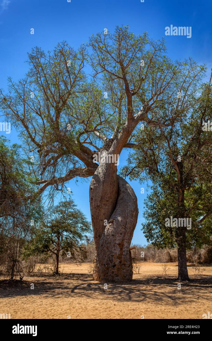Entwined Baobab trees standing tall in Kivalo, Morondava. A Spectacular ...