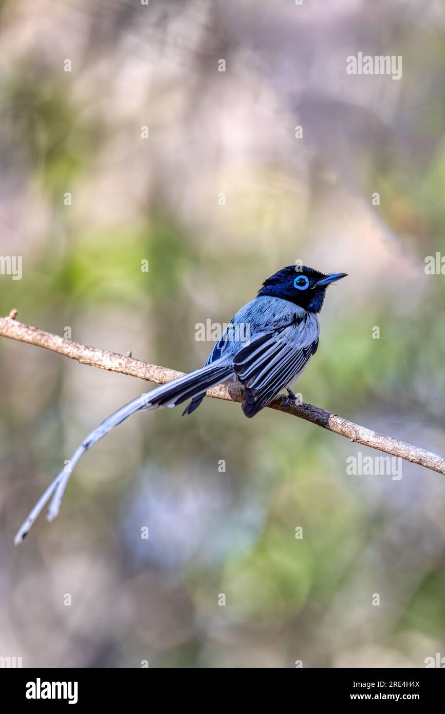 Beautiful bird Malagasy paradise flycatcher (Terpsiphone mutata), Male ...