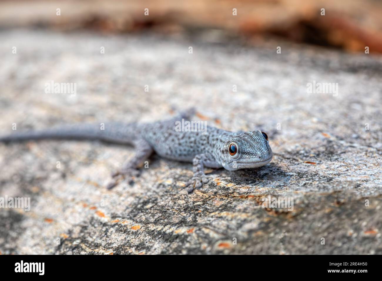 Thicktail day gecko hi-res stock photography and images - Alamy