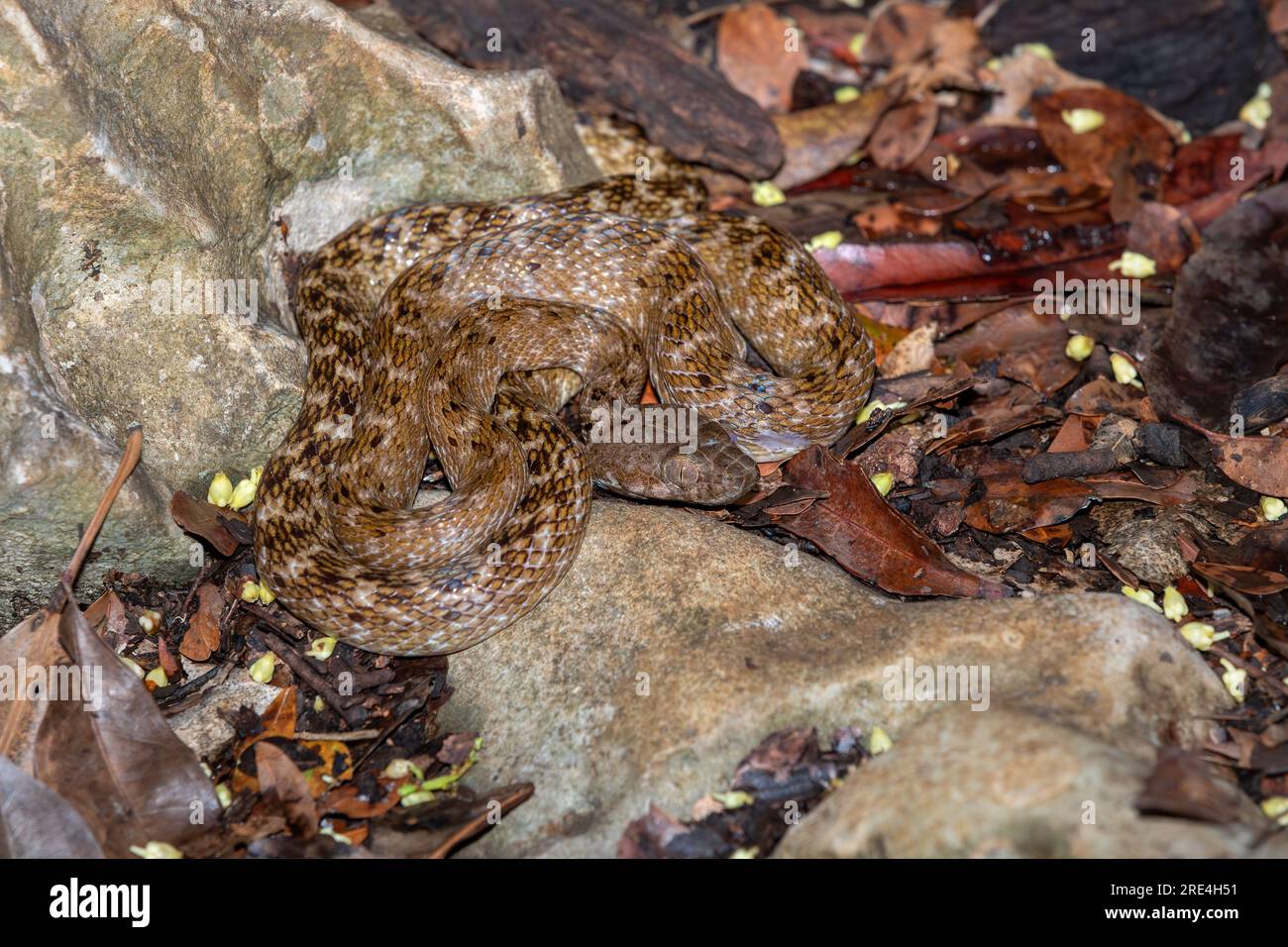 Malagasy Cat-eyed Snake, Madagascarophis colubrinus is a species of ...