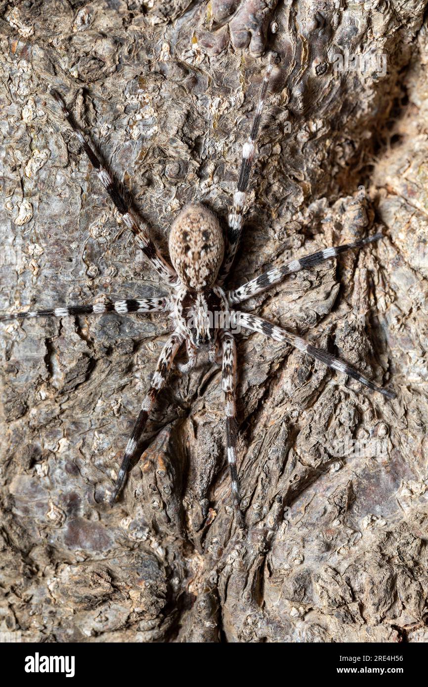 Ornamental Wandering Spider (Viridasius fasciatus), endemic monotypic ...