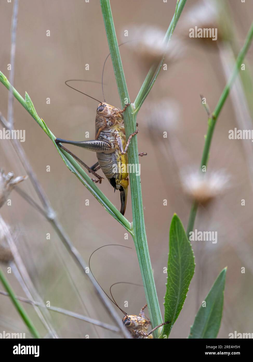Close up photo of grasshopper hi-res stock photography and images - Alamy