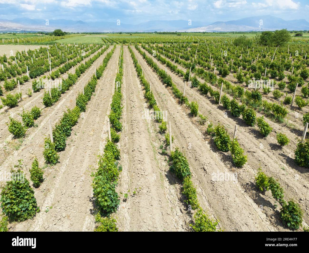 Beautiful rows young green vineyards hi-res stock photography and ...