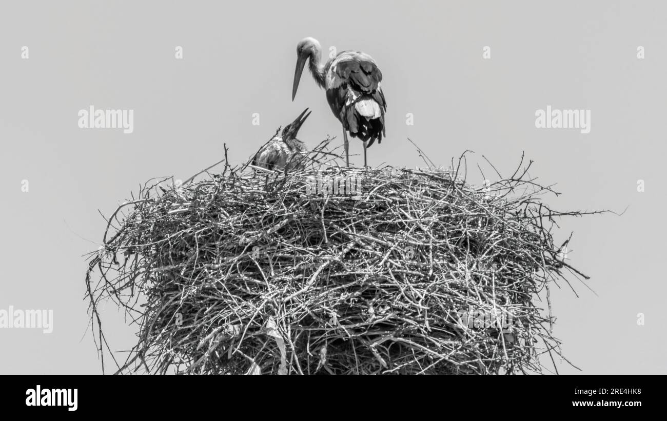 Isolated close up of nesting stork birds in the stork village- Armenia ...